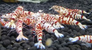 Red Fancy Tiger - Artikel - Garnele-Online.de